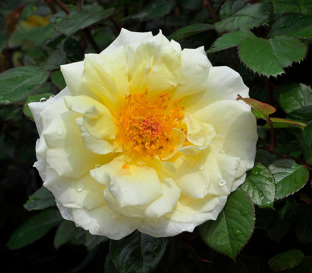 "Floribunda Rose 'White Licorice'" by Dency Kane | Redbubble