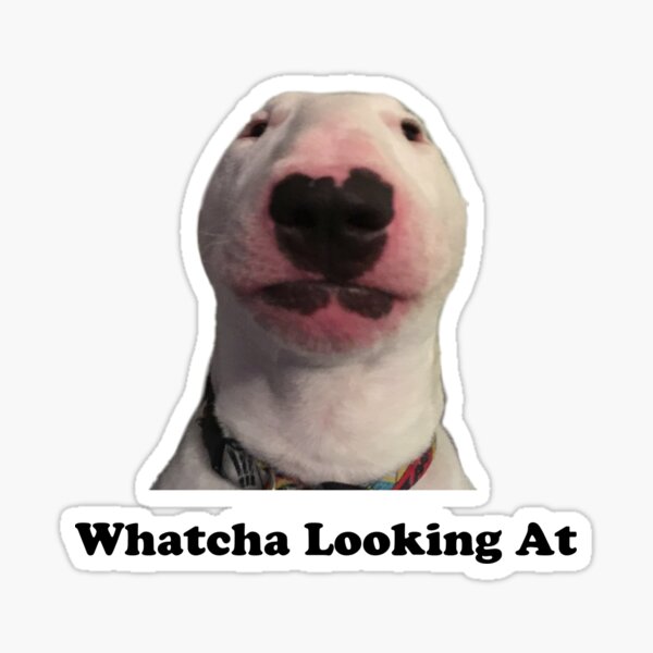 "Funny Walter The Dog Meme" Sticker for Sale by Daniel-97 | Redbubble