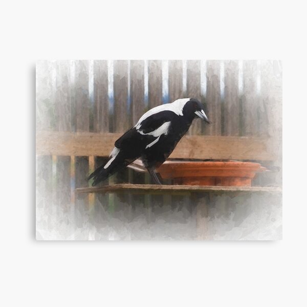 "Australian Magpie - oil pastel digital" Canvas Print for Sale by ...