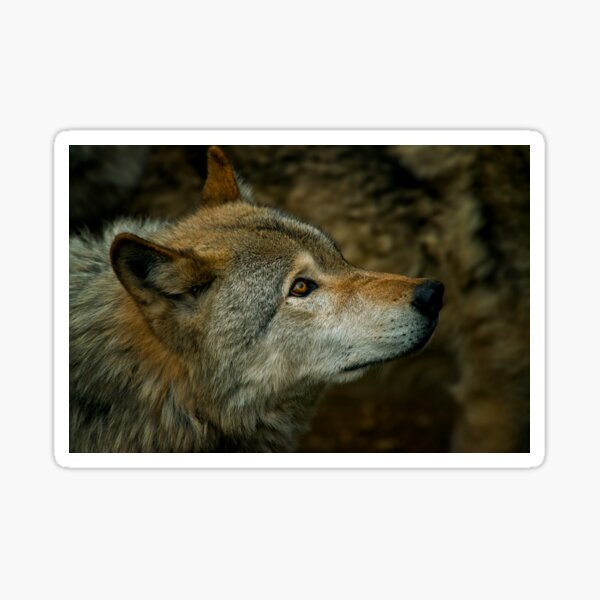 "Timber Wolf" Sticker for Sale by WolvesOnly | Redbubble