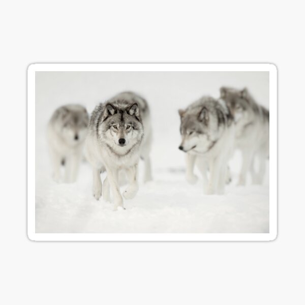 "Timber Wolves" Sticker by WolvesOnly | Redbubble