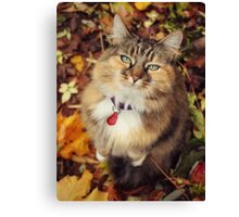 "Elsie-cat In Autumn " by meg price | Redbubble