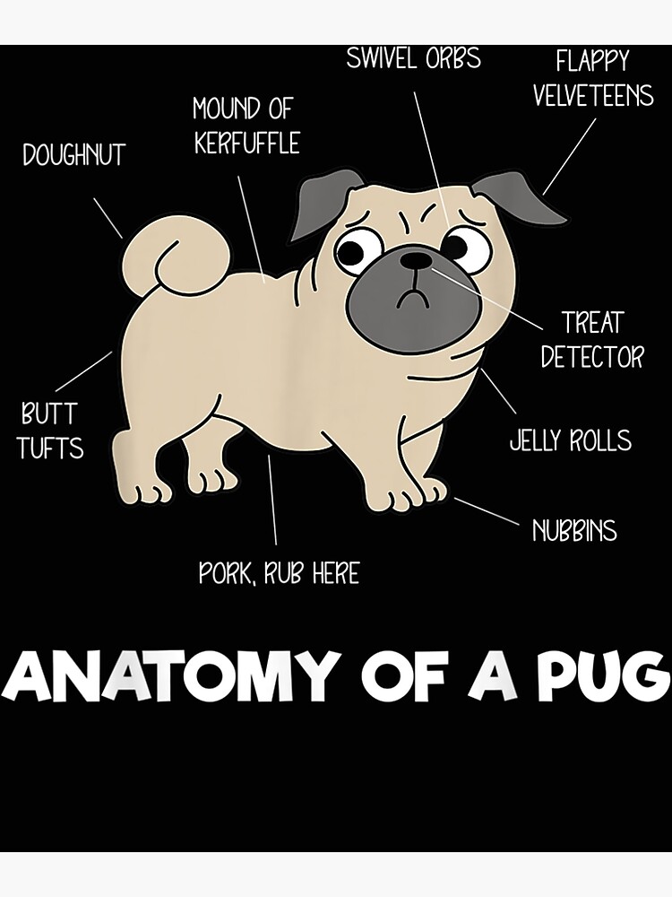 Póster «Anatomía de las partes del cuerpo de un perro pug divertido» de ...