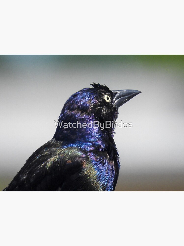 "Grackle" Sticker by WatchedByBirdos | Redbubble
