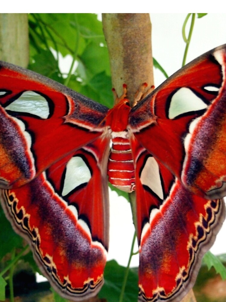 "Red Giant Prometheus Moth" Leggings for Sale by Scubagirlamy | Redbubble