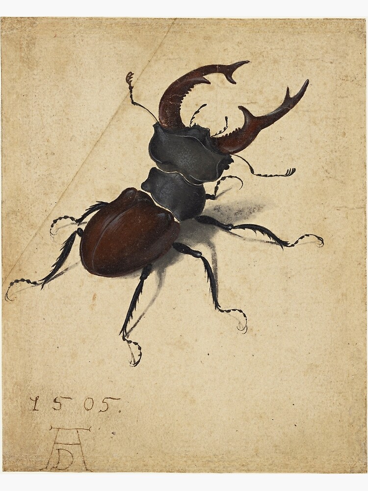 "Stag Beetle A Durer " Poster by veryoldmaster1 | Redbubble