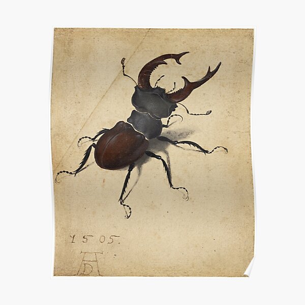 "Stag Beetle A Durer " Poster by veryoldmaster1 | Redbubble