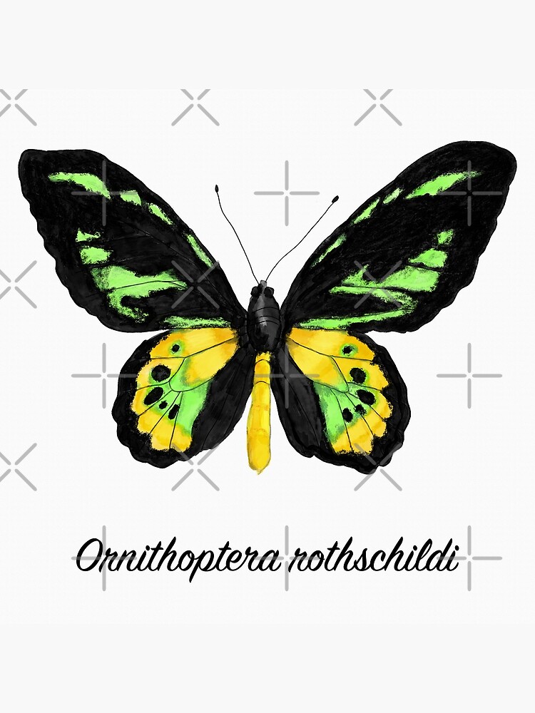 "Rothschild's Birdwing Butterfly Specimen" Poster for Sale by ...