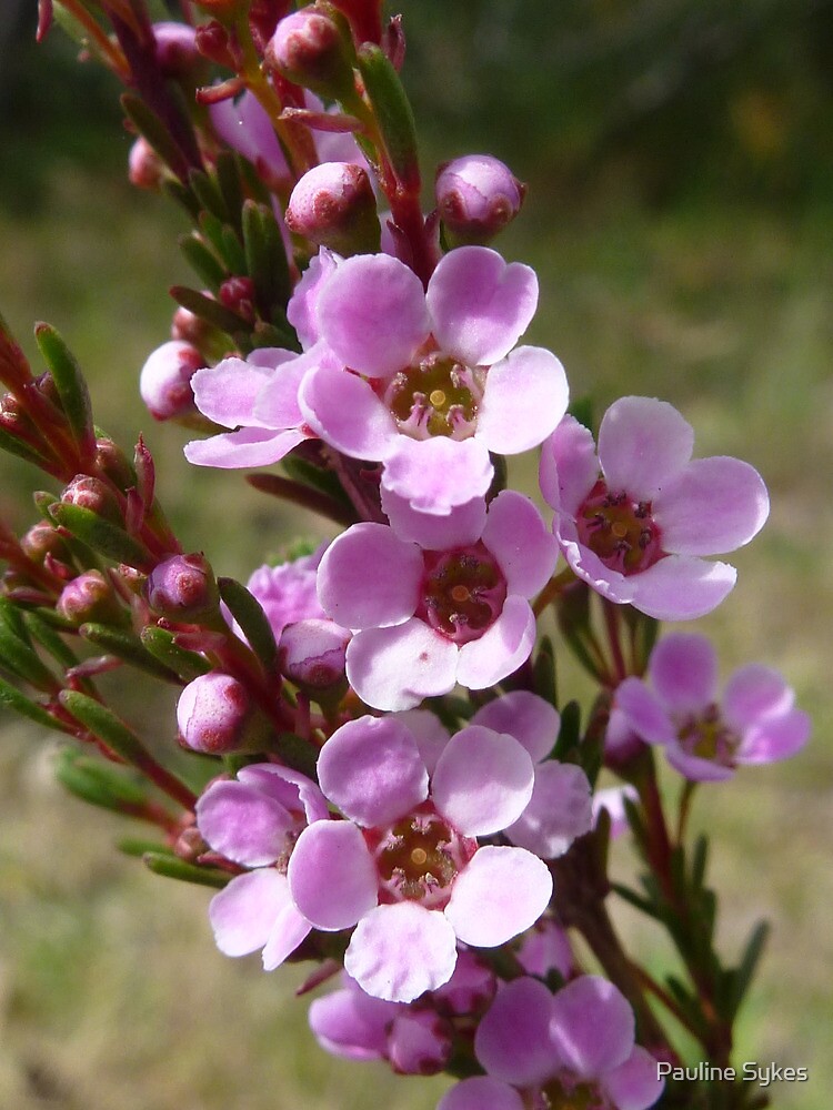 "Astartea fascicularis Winter Pink" by Pauline Sykes | Redbubble