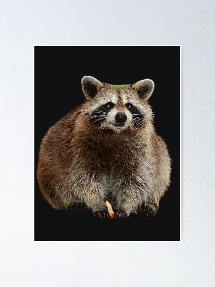 "Fat Raccoon" Poster by rconyard | Redbubble