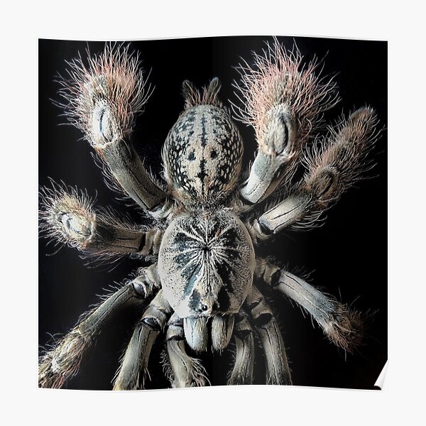 Tarantula Posters | Redbubble