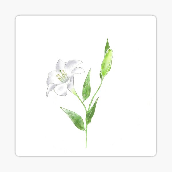 "White lily " Sticker for Sale by Vibunny96 | Redbubble