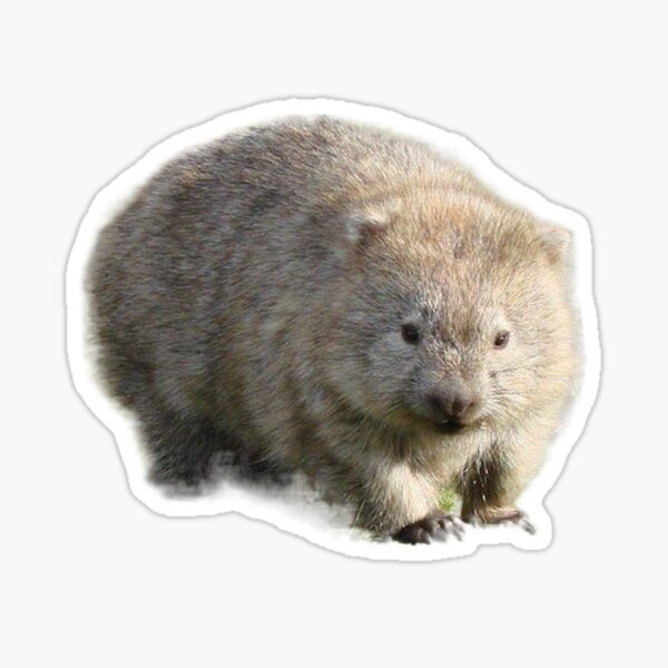 "Wombat (animal)" Sticker for Sale by BuderballShop | Redbubble