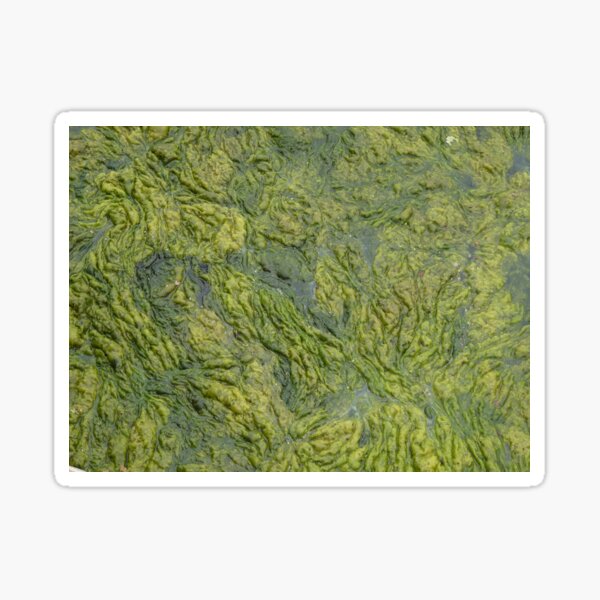"Algae" Sticker for Sale by WonderBubbles | Redbubble