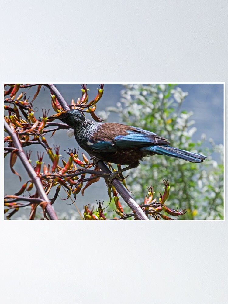 "Tui" Poster by firzhugh | Redbubble
