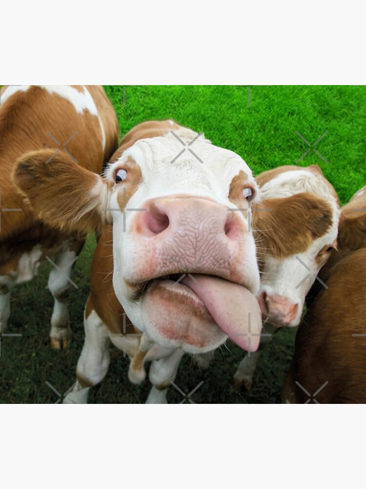 Cow Tongue Memes Cow, Funny, Animal, Tongue, HD Wallpaper | Peakpx