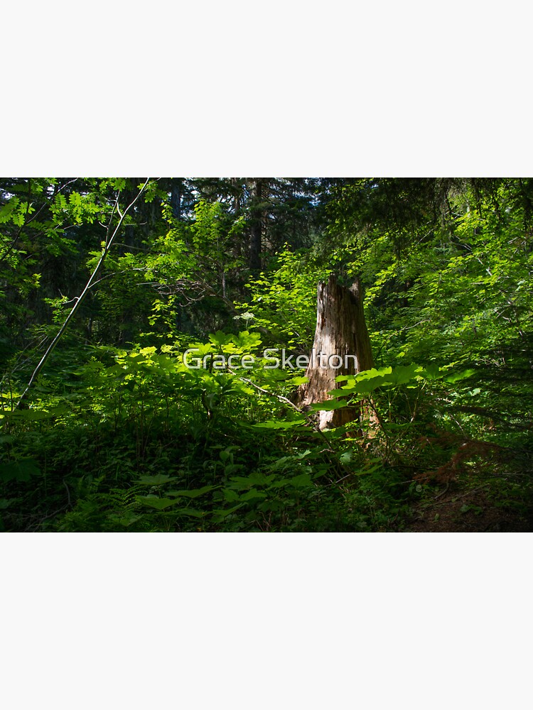 "Avalanche Lake Trail, Glacier National Park" Sticker by ...