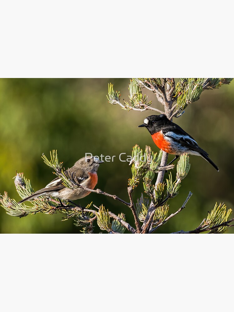 "Scarlet Robin Pair" Sticker for Sale by Cadman | Redbubble