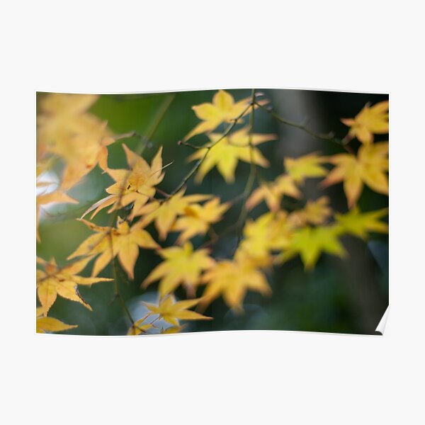 "ZEN LEAVES | Nature Photo" Poster by PhotoStory | Redbubble