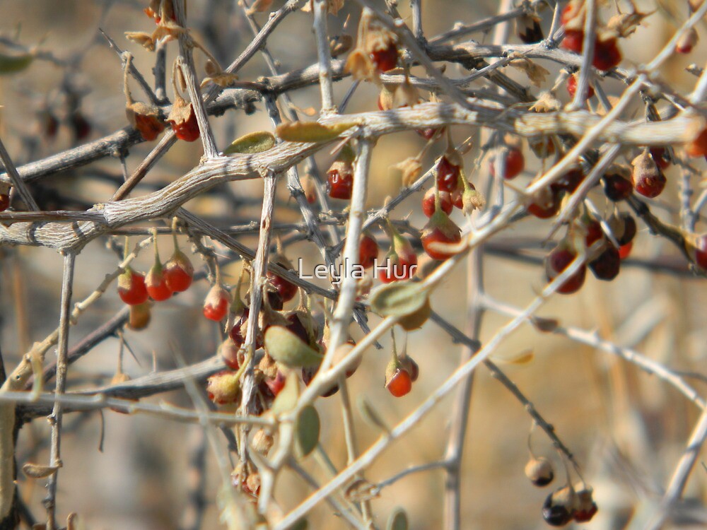 "Sonoran Desert Wild Berries" by Leyla Hur | Redbubble