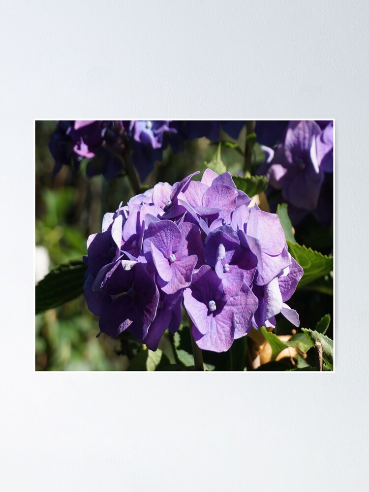 "Blue flower" Poster by Architekturfoto | Redbubble