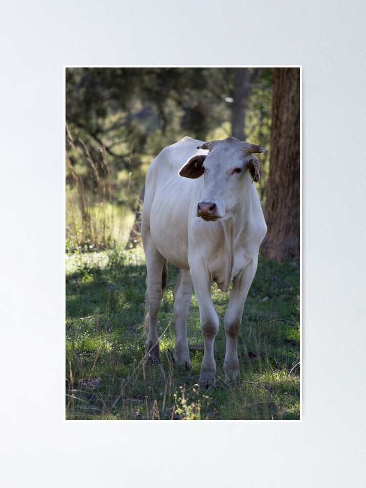 "Brahman" Poster by mistygal01 | Redbubble