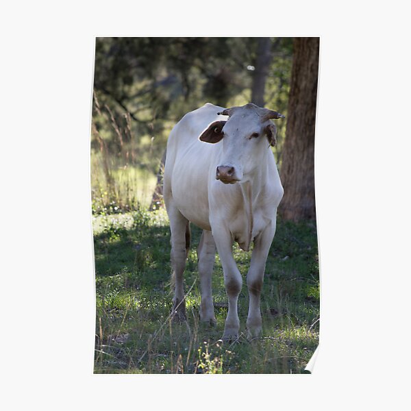 "Brahman" Poster by mistygal01 | Redbubble