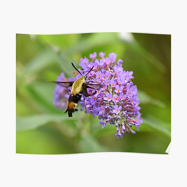 "The Elusive Hummingbird Moth" Poster for Sale by lanrophot | Redbubble