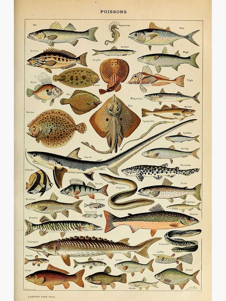 Póster «Ilustraciones para Le Larousse pour tous -poissons» de Plathond ...