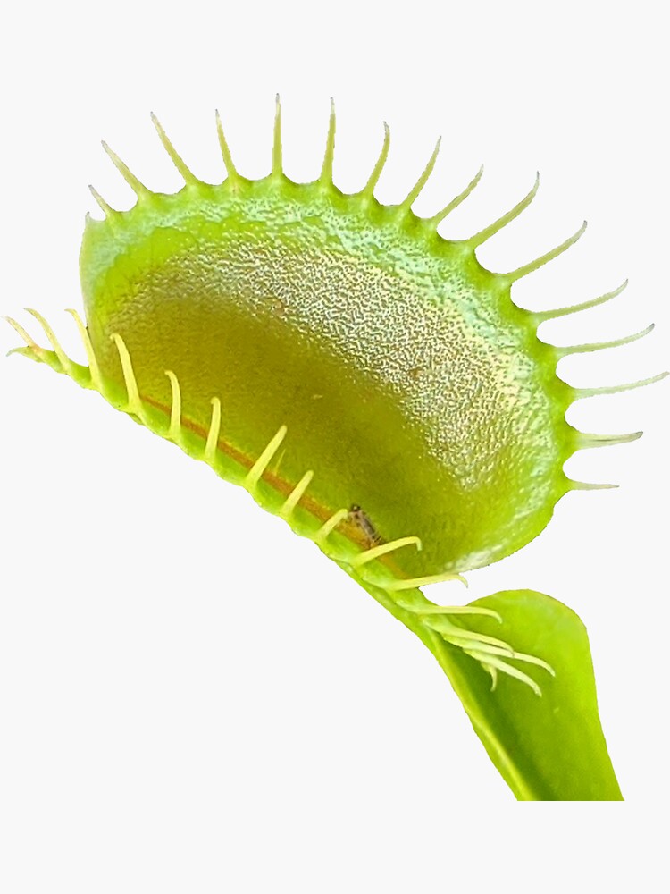 "Venus Flytrap" Sticker by DroseraRegia | Redbubble