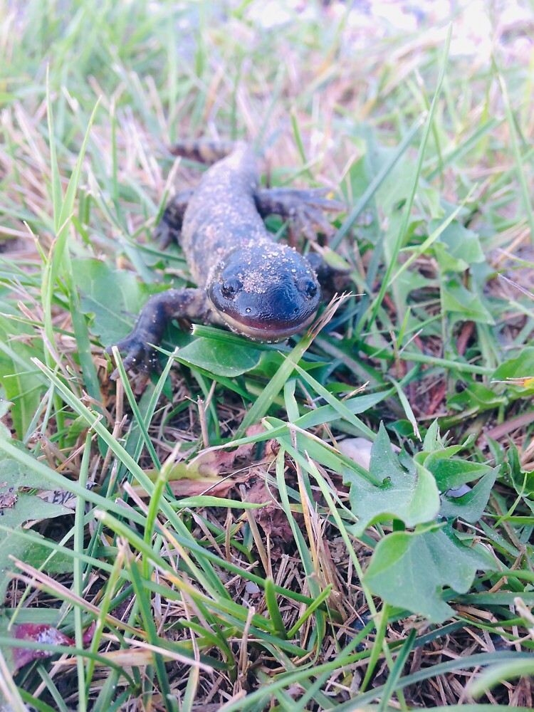 "Sandy Salamander" Sticker for Sale by KTrott-Photos | Redbubble