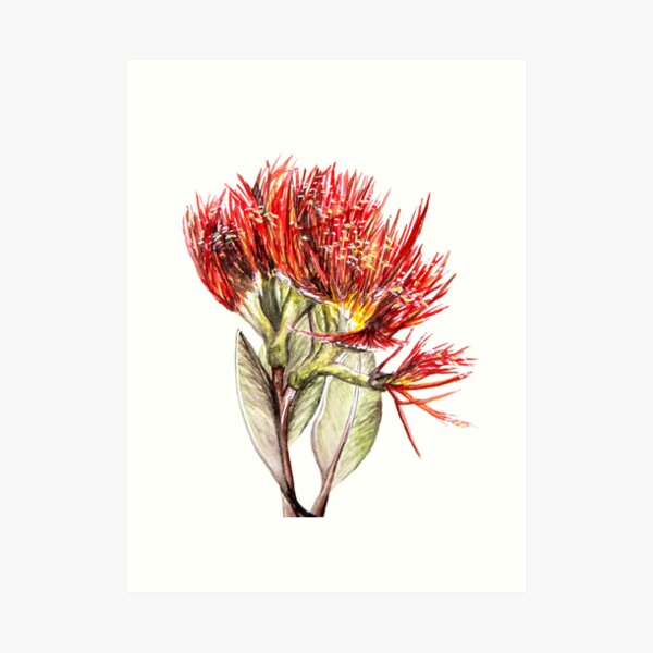 "New Zealand Pohutukawa Flower" Art Print by CreatewithEllie | Redbubble