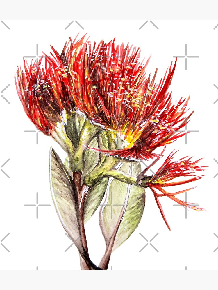 "New Zealand Pohutukawa Flower" Art Print by CreatewithEllie | Redbubble