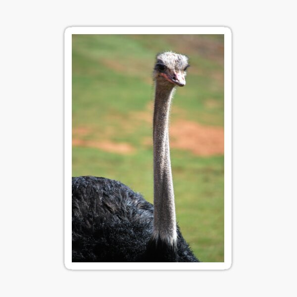 "Big Old Emu" Sticker for Sale by Laurin | Redbubble