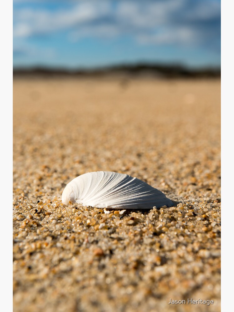 "Solitary Shell - Assateague Island National Seashore, Maryland" Poster ...