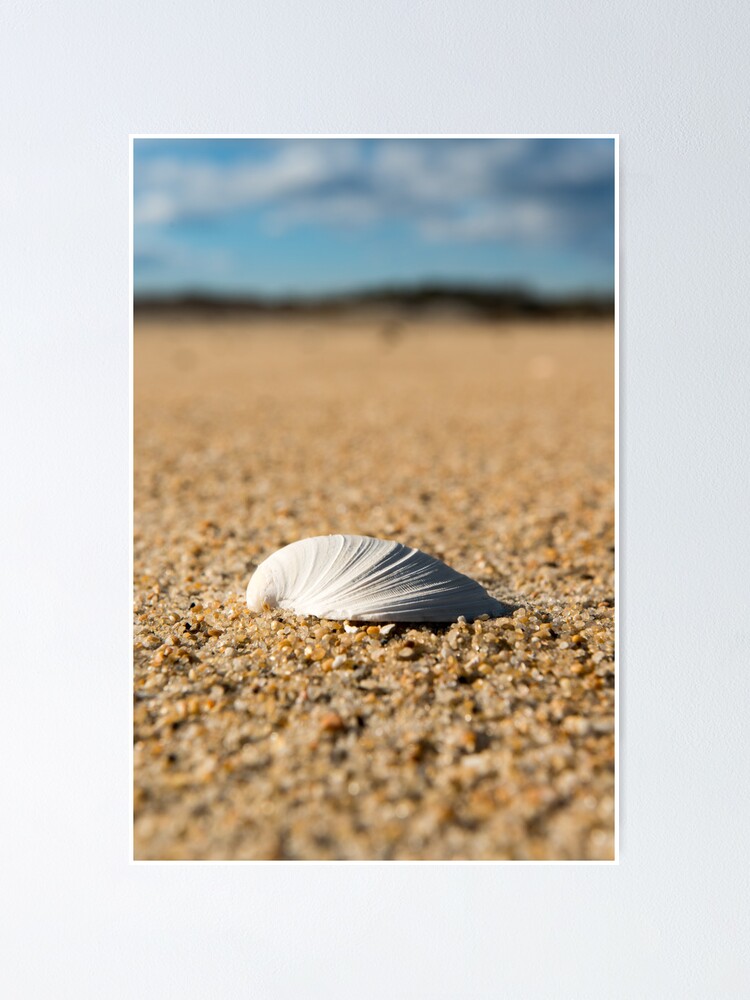 "Solitary Shell - Assateague Island National Seashore, Maryland" Poster ...