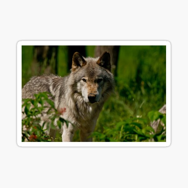 "Timber Wolf" Sticker by WolvesOnly | Redbubble