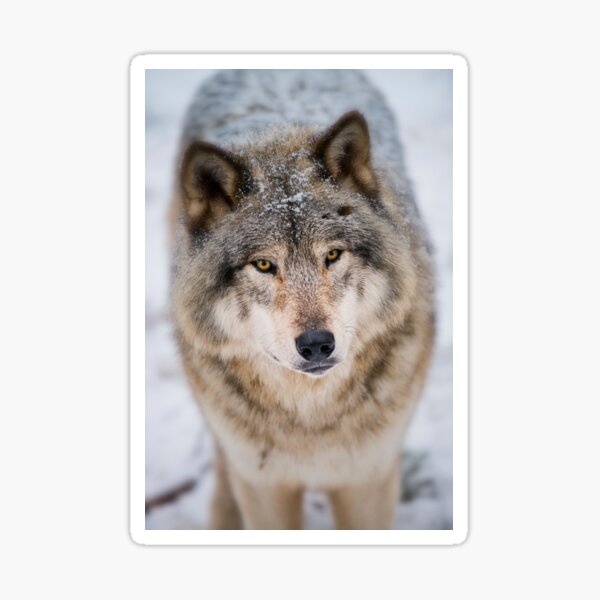 "Timber Wolf" Sticker for Sale by WolvesOnly | Redbubble