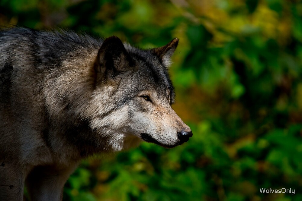"Timber Wolf" by WolvesOnly | Redbubble