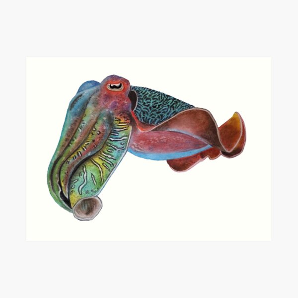"Beautiful vivid Cuttlefish" Art Print for Sale by Noaxnii13 | Redbubble