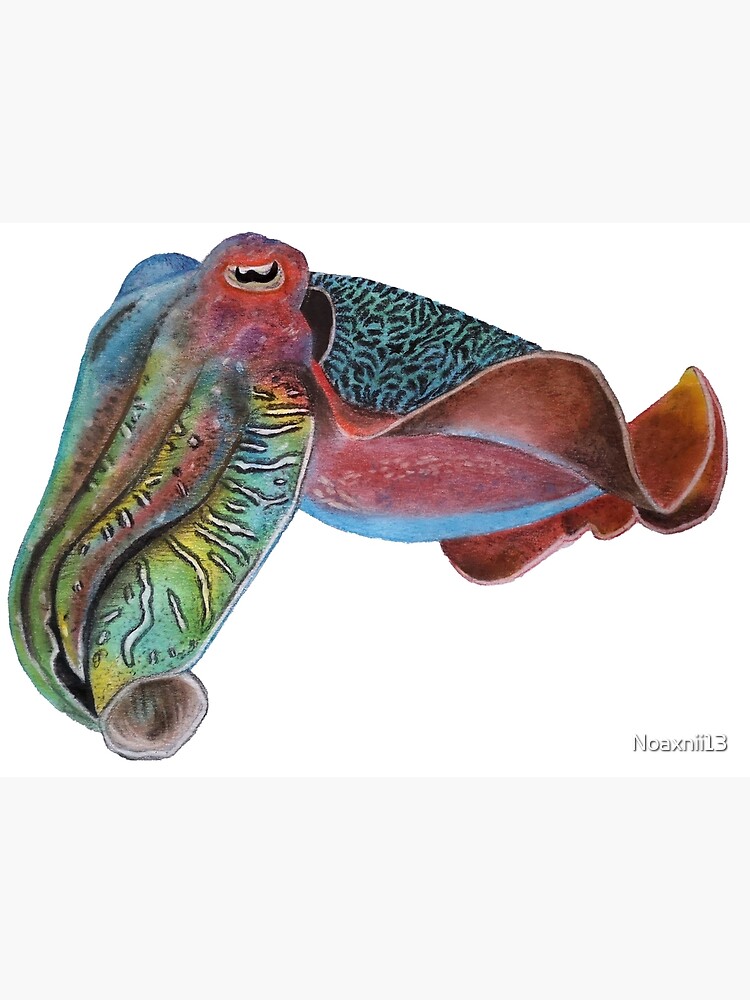 "Beautiful vivid Cuttlefish" Art Print for Sale by Noaxnii13 | Redbubble