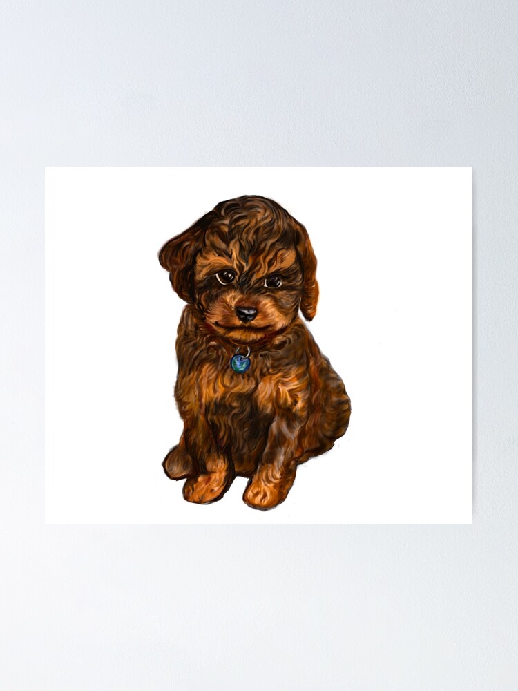 "Cavapoochon Cavapoo Cavoodle black and tan- cute cavalier King Charles ...