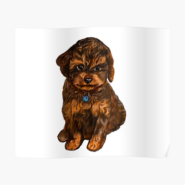 "Cavapoochon Cavapoo Cavoodle black and tan- cute cavalier King Charles ...