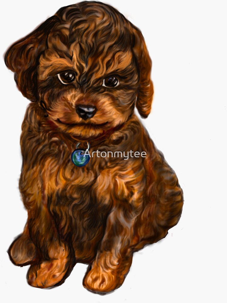 "Cavapoochon Cavapoo Cavoodle black and tan- cute cavalier King Charles ...