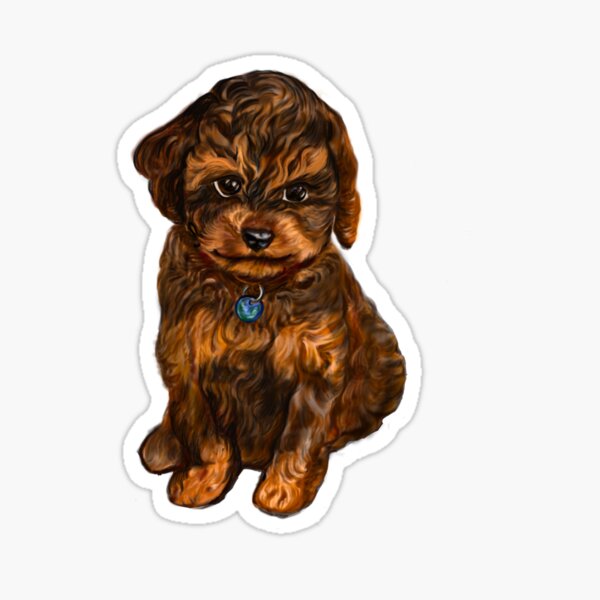 "Cavapoochon Cavapoo Cavoodle black and tan- cute cavalier King Charles ...