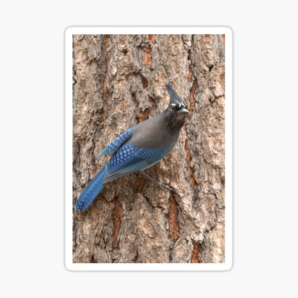 " Steller's Jay" Sticker for Sale by WorldDesign | Redbubble