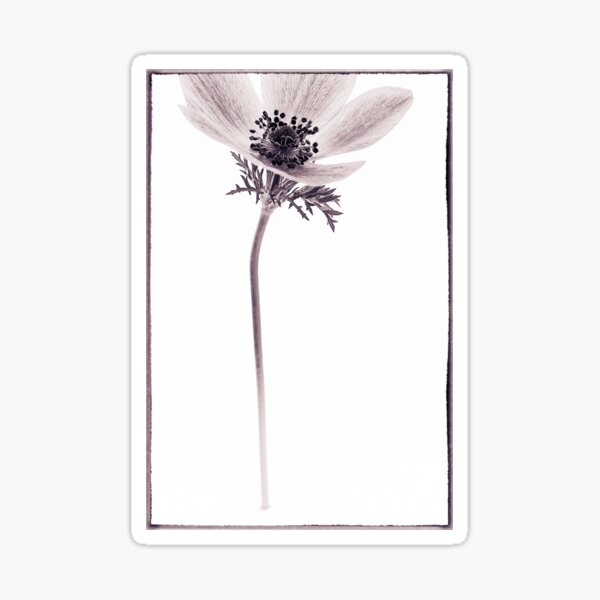 "Sepia And Sharp" Sticker for Sale by CaitlynGrasso | Redbubble