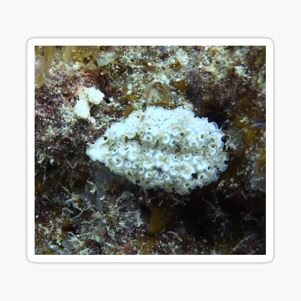 "White and Purple Lettuce Sea Slug" Sticker by Scubagirlamy | Redbubble