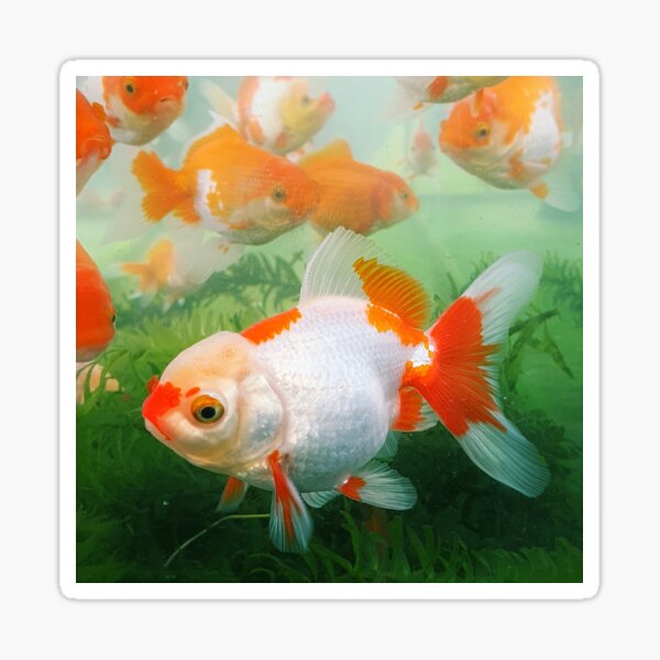 "Red and White Oranda Goldfish in Aquarium " Sticker for Sale by ...