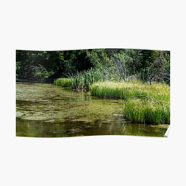 "Bulrush pond." Poster by CanadianWild418 | Redbubble